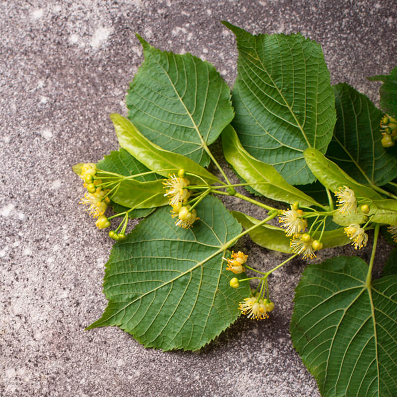 Kwiat lipy - co to? - Słowniczek Nobilia.pl - nobilia.pl